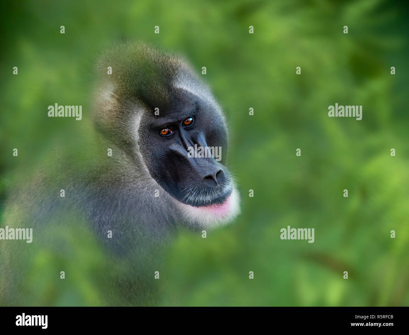 Adult male Drill Mandrillus leucophaeus Stock Photo - Alamy