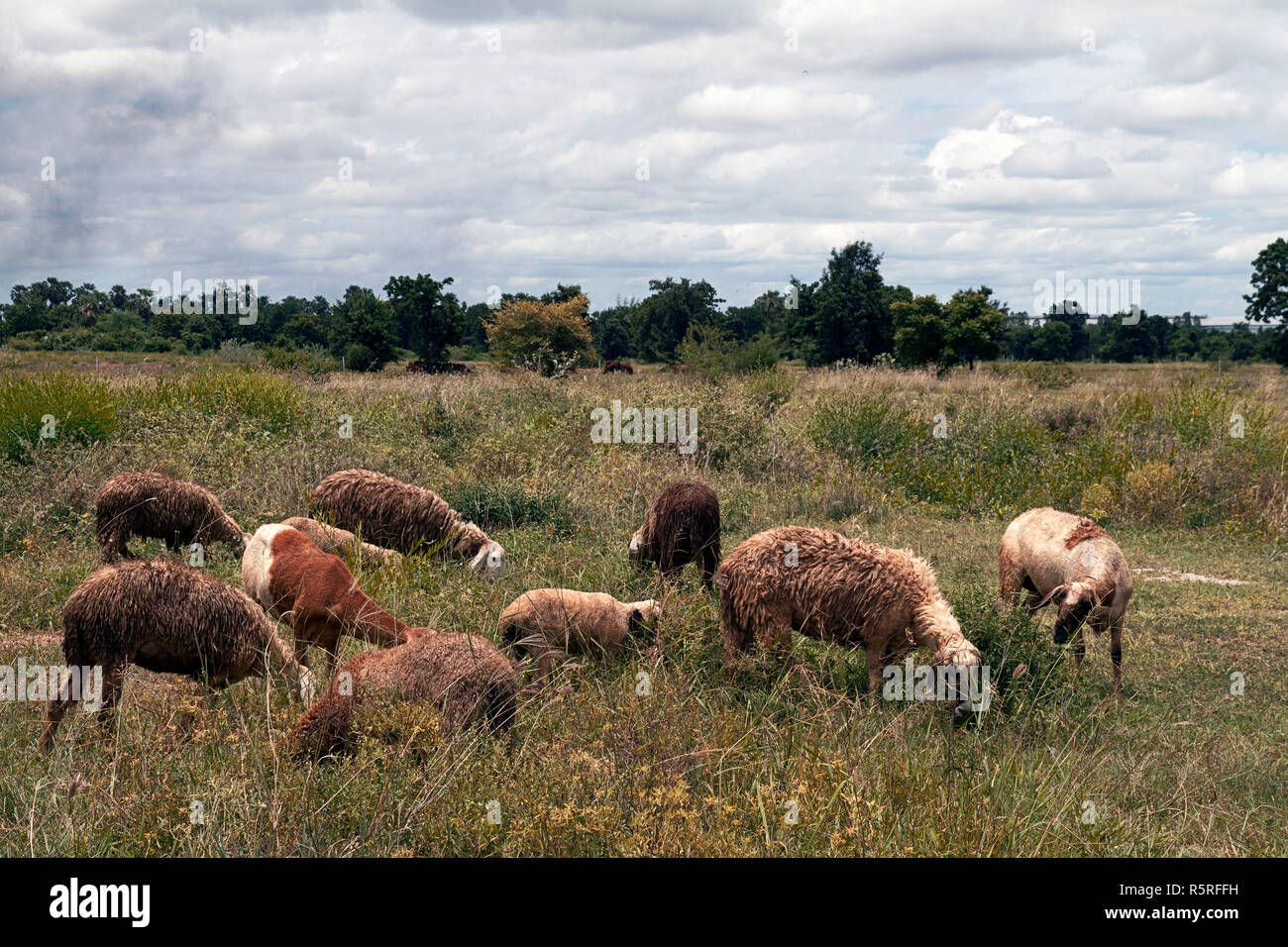 Field and sheep hi-res stock photography and images - Alamy