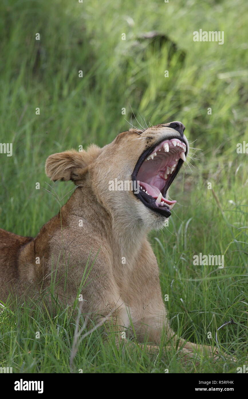 Lion wild dangerous mammal africa savannah Kenya Stock Photo - Alamy