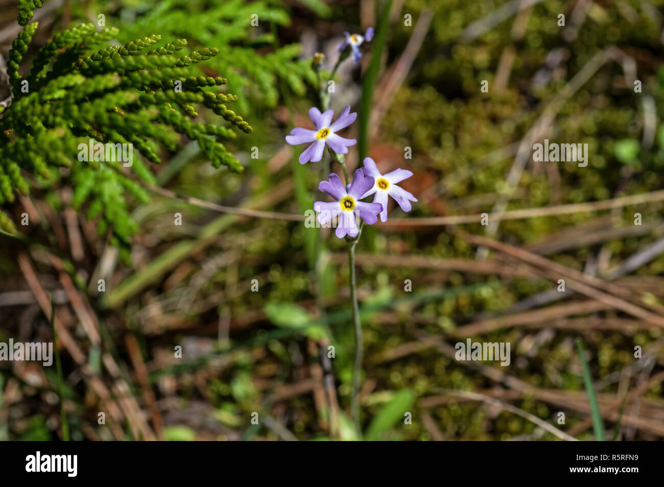 Bird’s-eye primrose also known as Primula mistassinica In Bruce ...