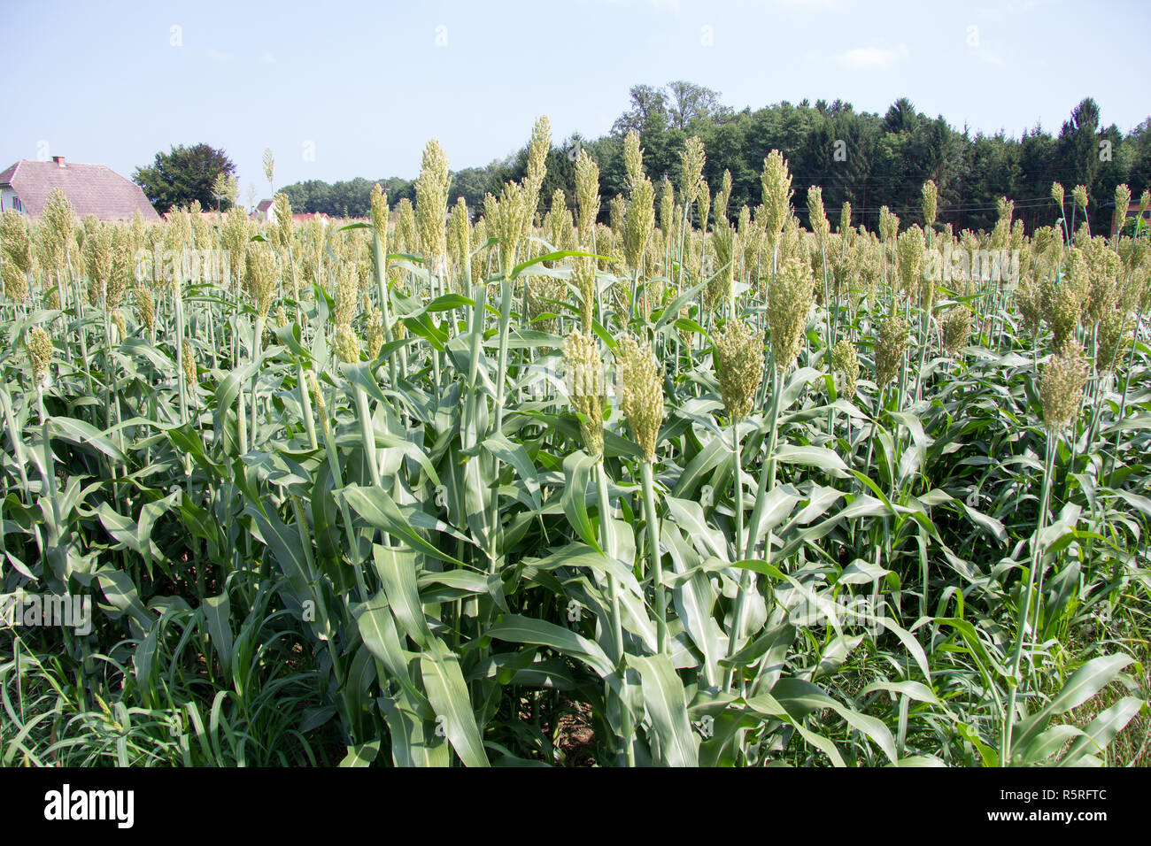 millet field in summer during the day in styria Stock Photo - Alamy