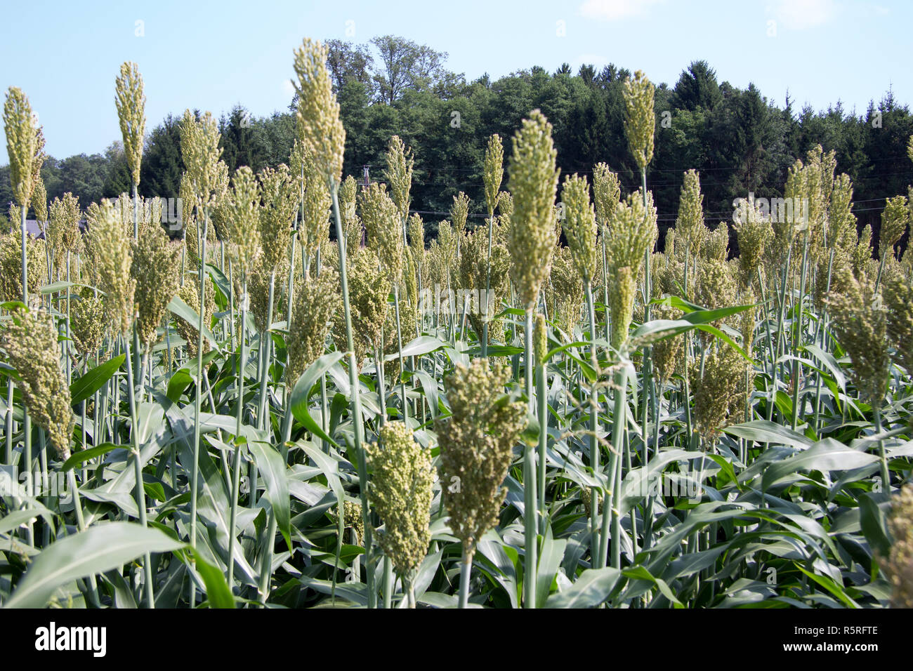 millet field in summer during the day in styria Stock Photo - Alamy