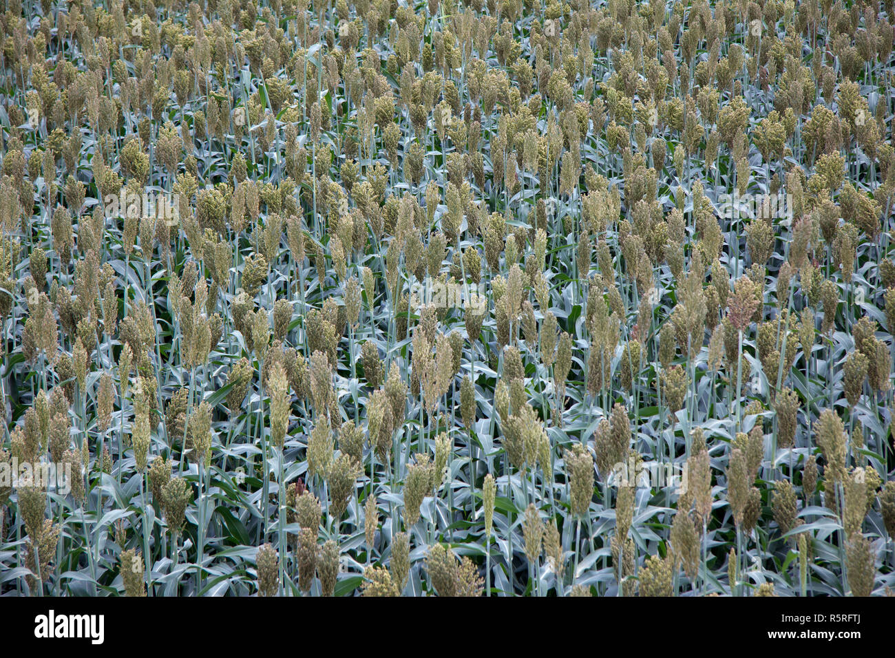 millet field in summer during the day in styria Stock Photo - Alamy