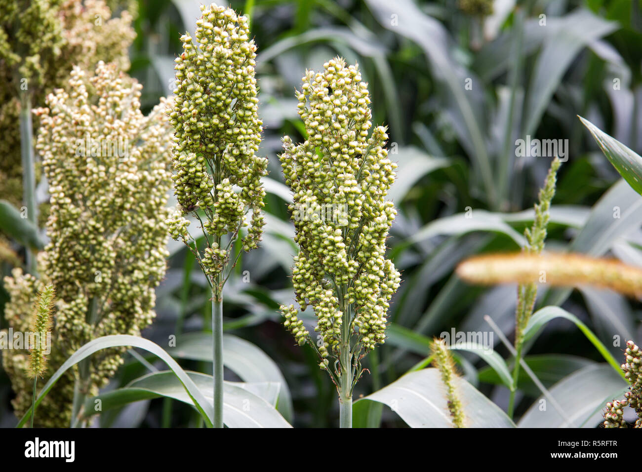 millet field in summer during the day in styria Stock Photo - Alamy