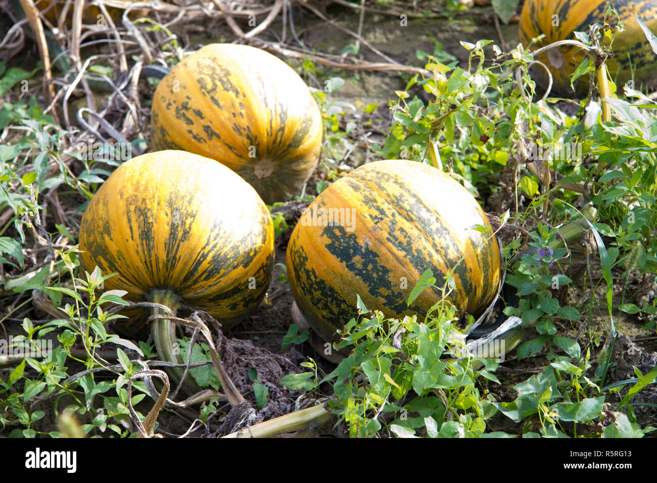 Kerna l hi-res stock photography and images - Alamy