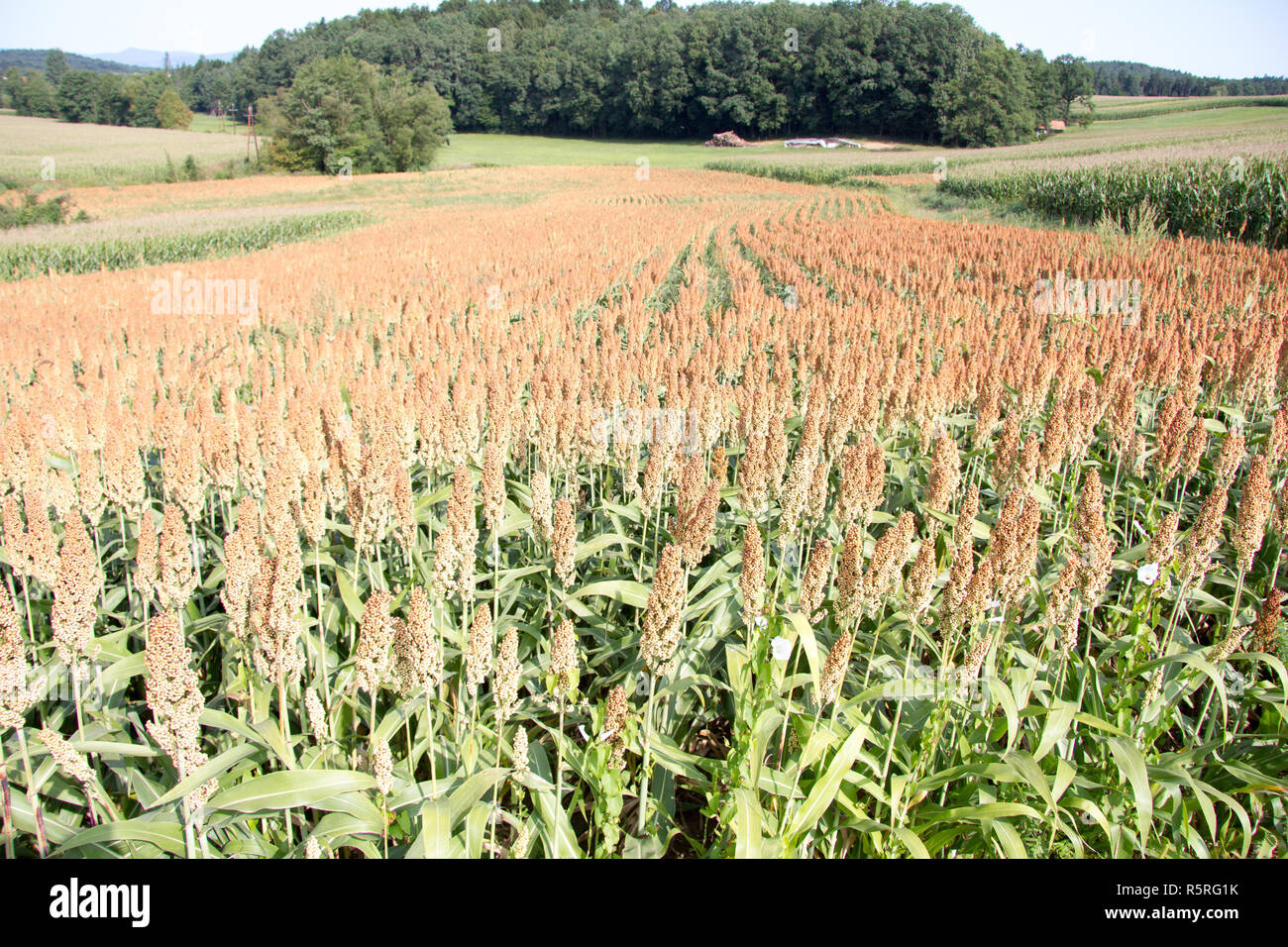 Millet Field Stock Photos & Millet Field Stock Images - Alamy