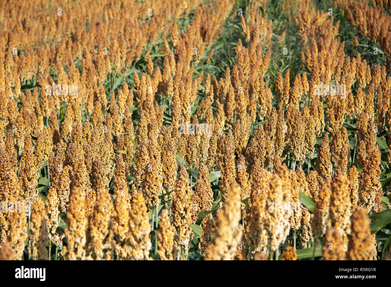 millet field in summer during the day in styria Stock Photo - Alamy