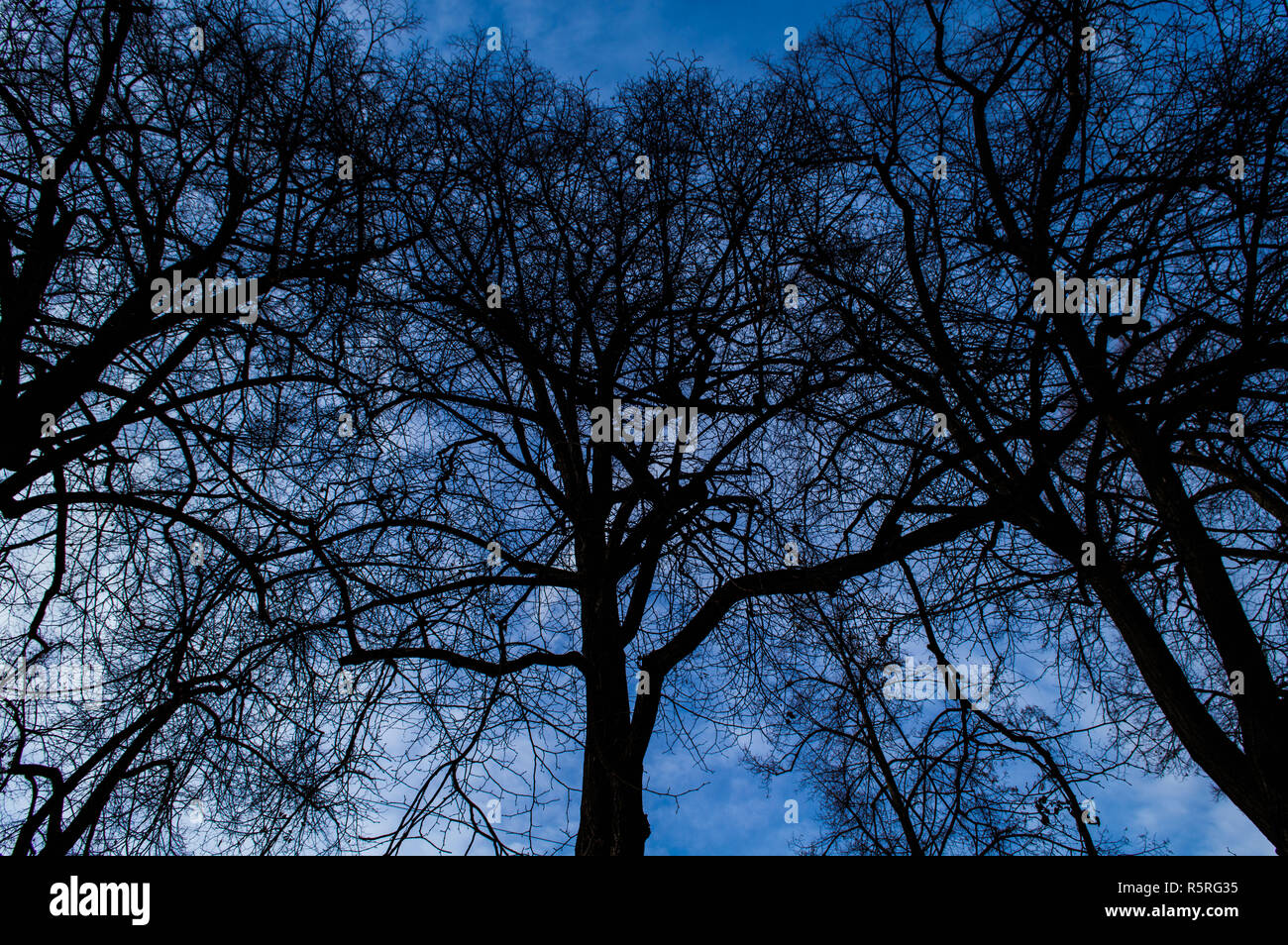The silhouette of three trees in Zurich Stock Photo - Alamy