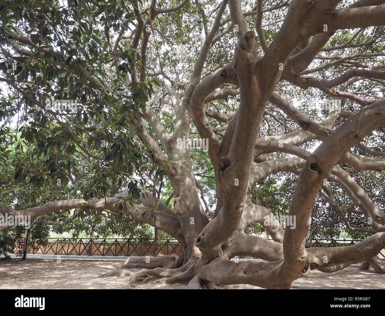 Moreton Bay fig tree Stock Photo - Alamy