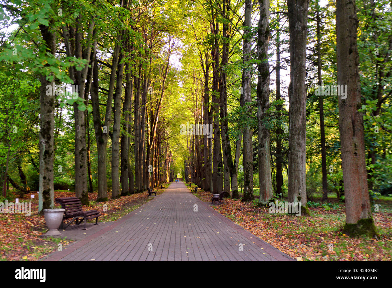 Old high linden trees and benches on the park alley. Sunny autumn day ...