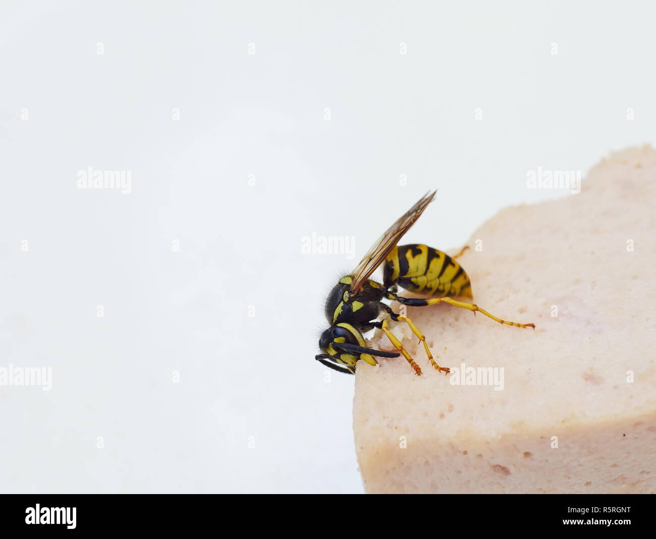 Wasp details hi-res stock photography and images - Alamy