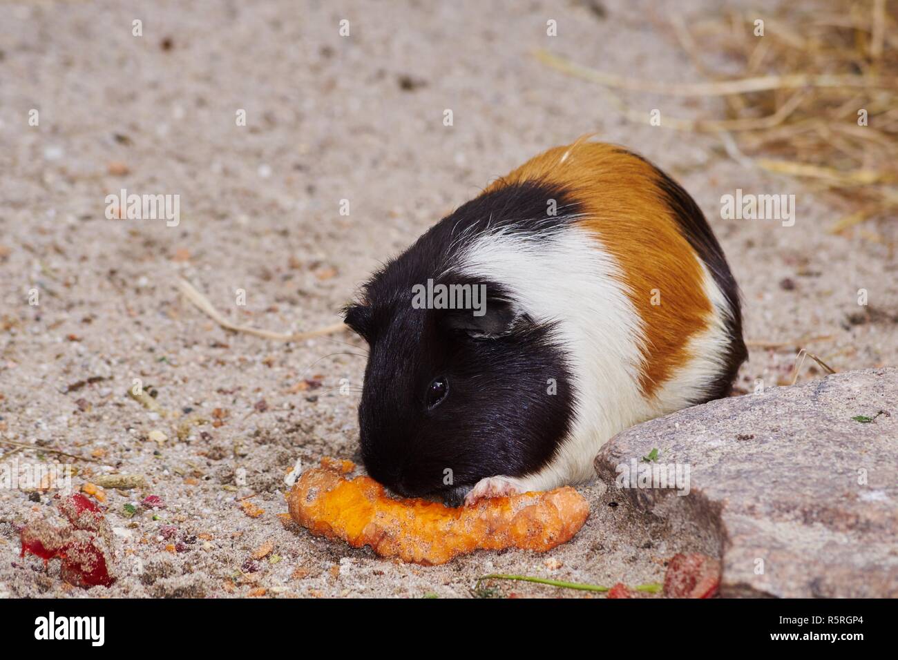 Spotted hamster hi-res stock photography and images - Alamy
