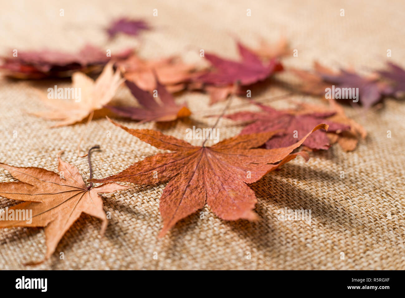 Dry maple leaves Stock Photo - Alamy