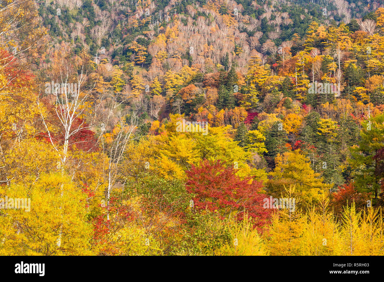 Visit nikko hi-res stock photography and images - Alamy