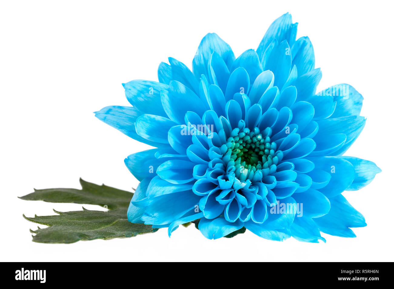 Single Blue Flower White Background