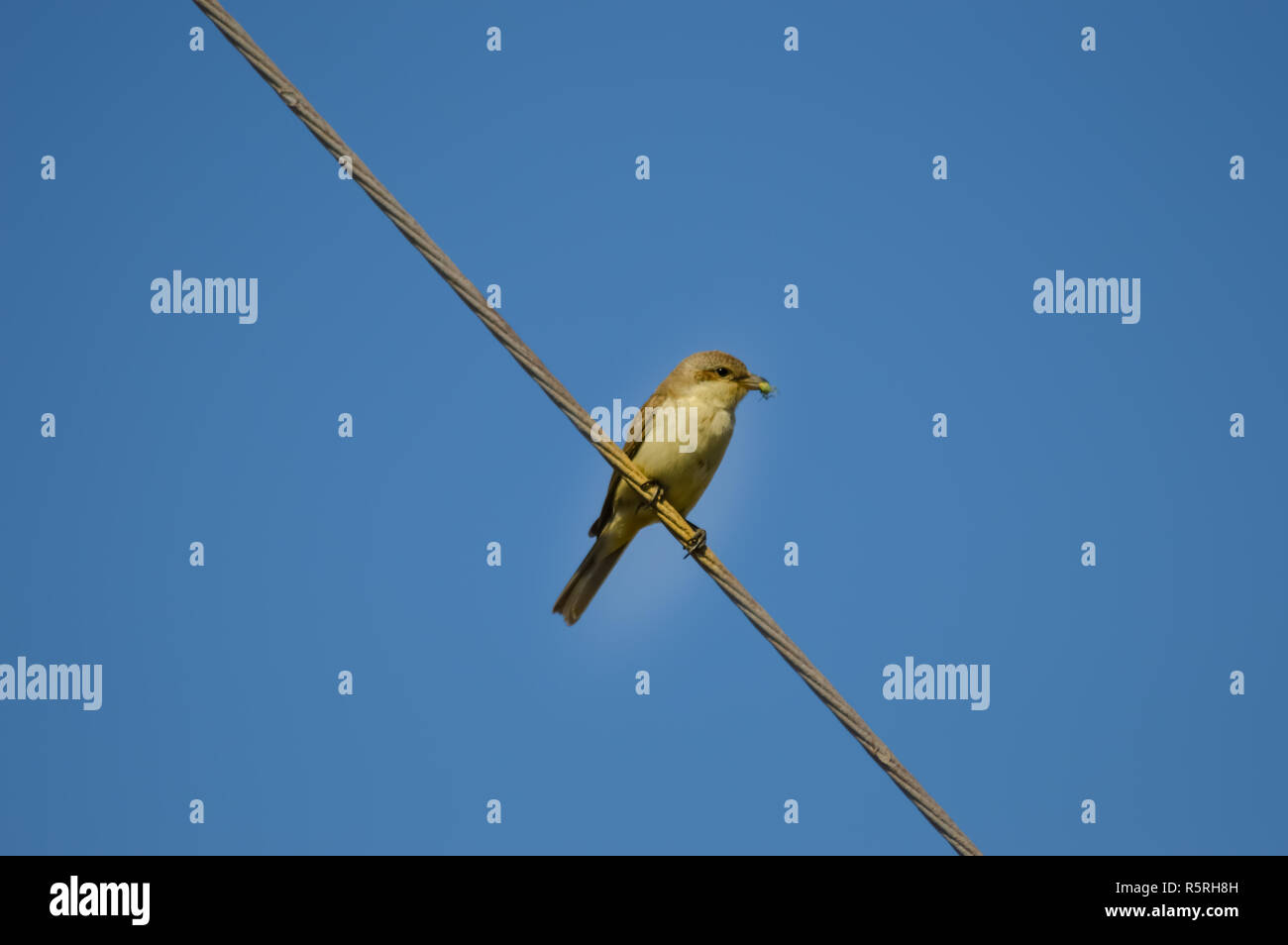 sparrow posing on a wire with a cricket in its beak Stock Photo - Alamy