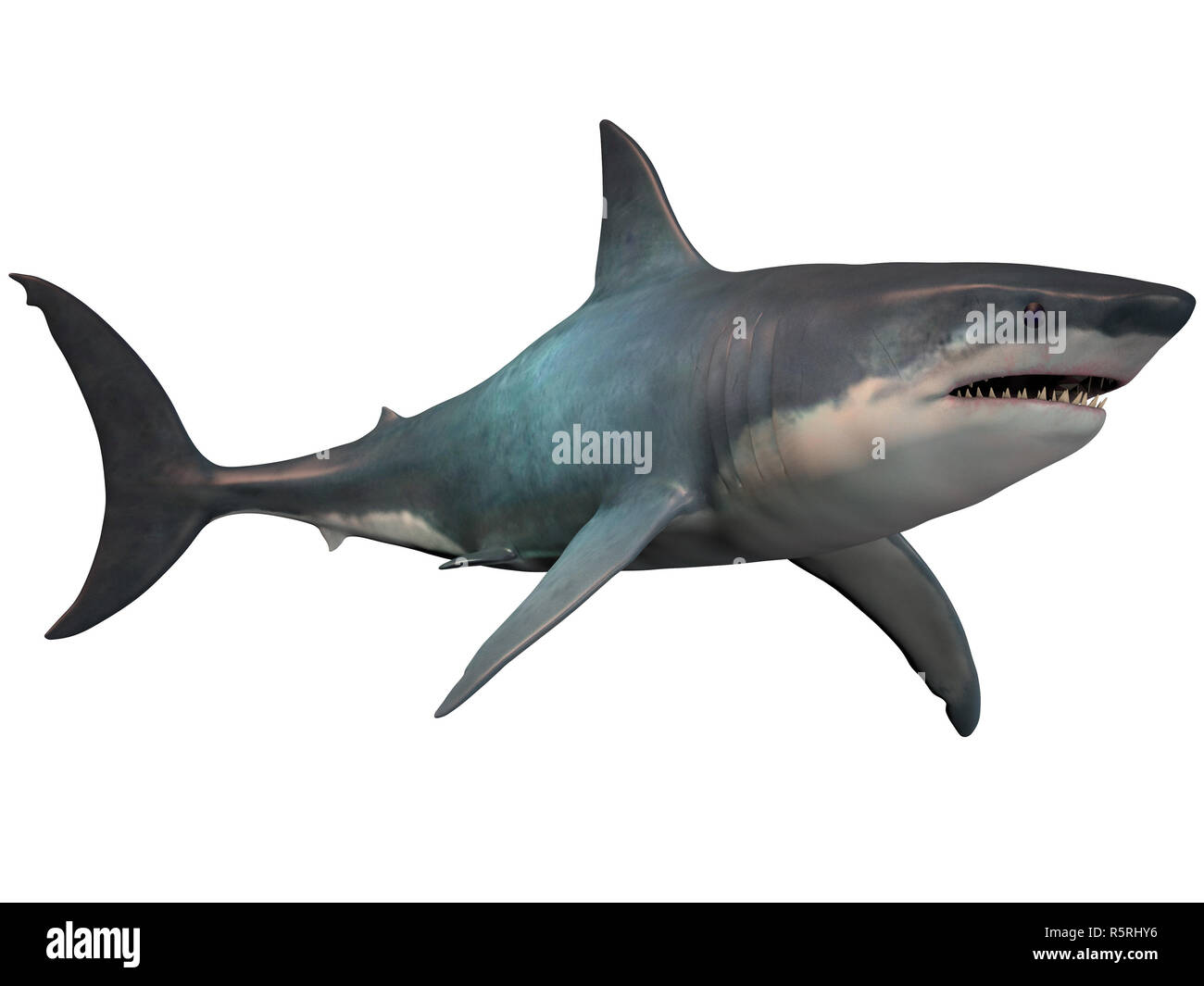 Megalodon on White Stock Photo - Alamy
