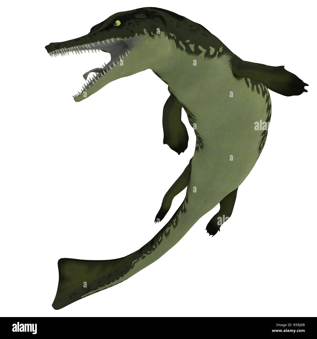 Metriorhynchus on White Stock Photo - Alamy