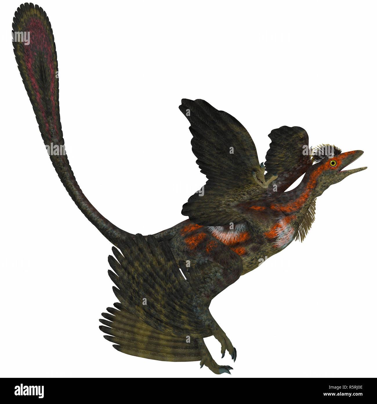 Microraptor dinosaur hi-res stock photography and images - Alamy