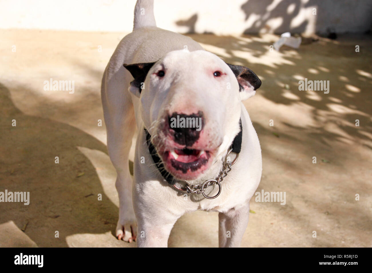 English Bull Terrier white dog is furious and angry in garden outdoor ...