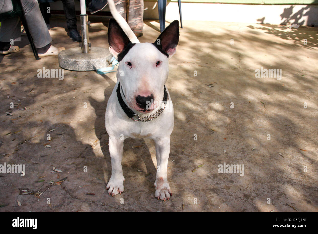 Angry bull terrier hi-res stock photography and images - Alamy