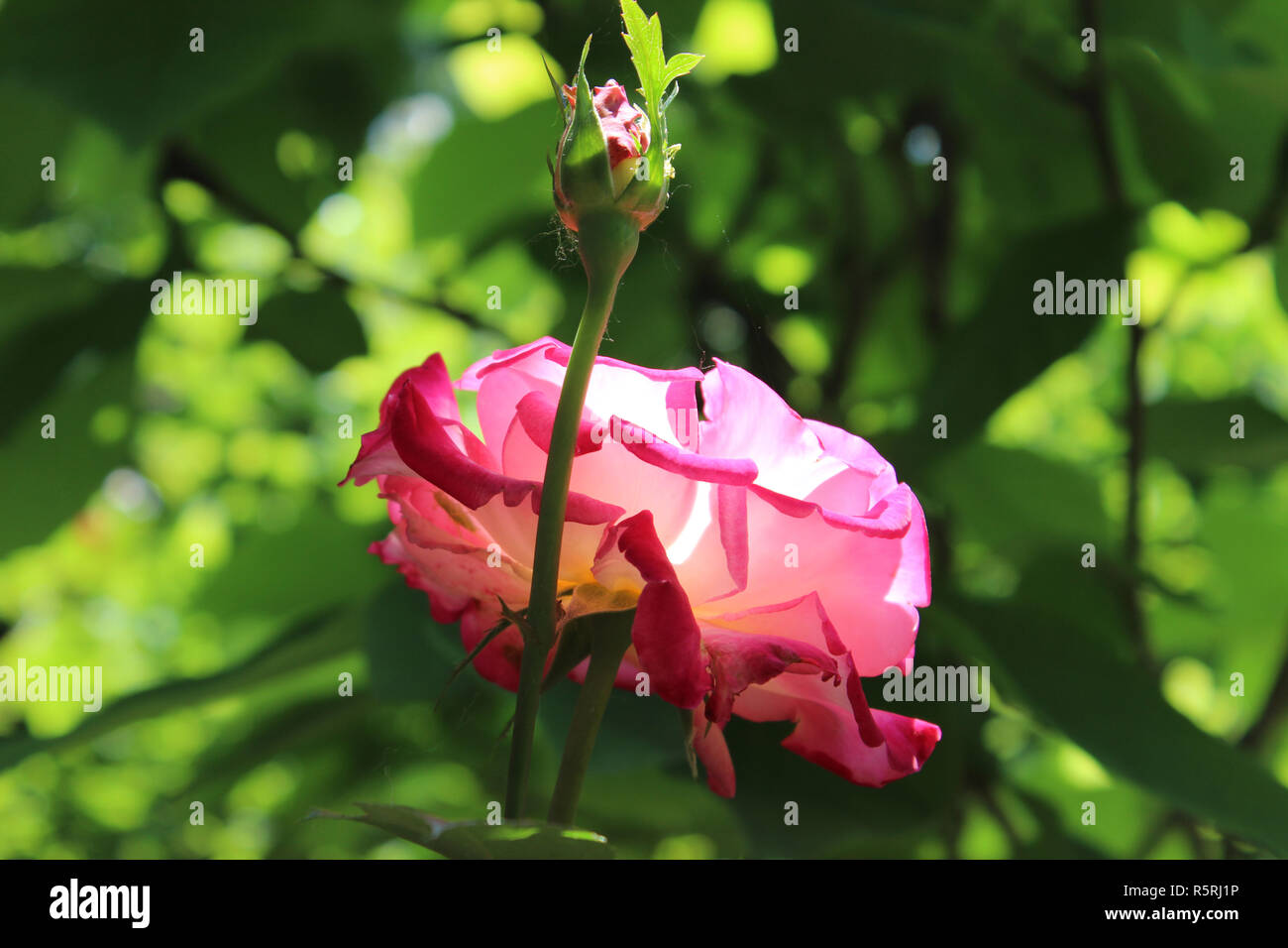 Sunlight through a Pink Rose Stock Photo - Alamy