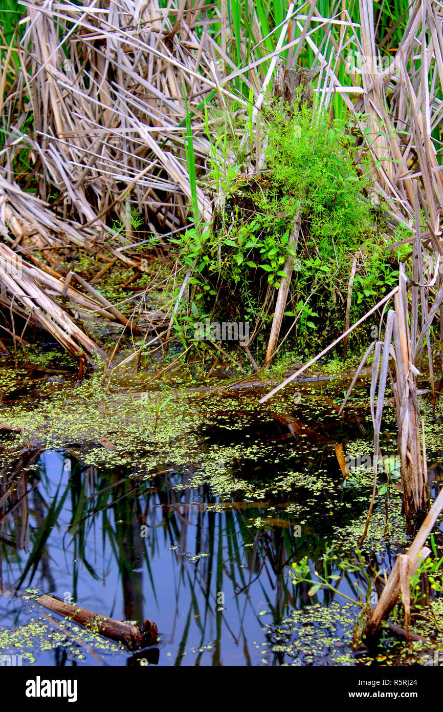 Swamp picture hi-res stock photography and images - Alamy