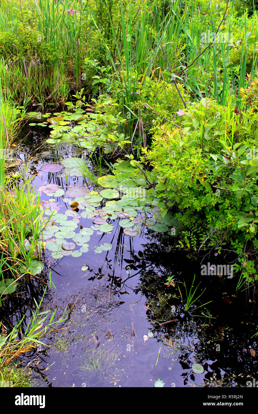 Bog plants illustration hi-res stock photography and images - Alamy