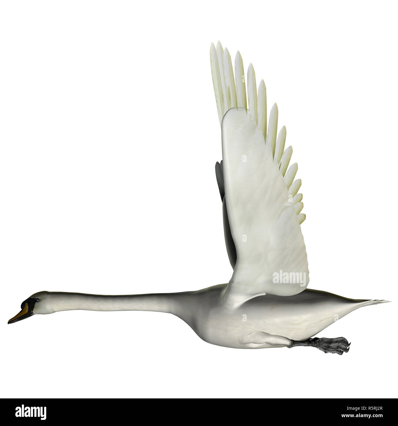 Swan Wings Up Stock Photo - Alamy