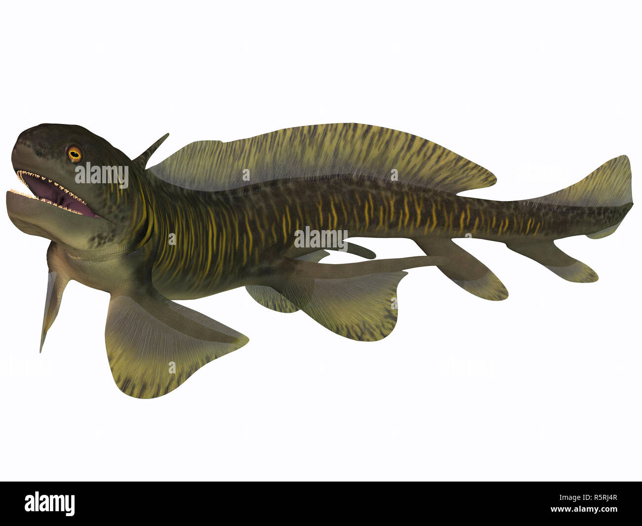 Orthacanthus on White Stock Photo - Alamy