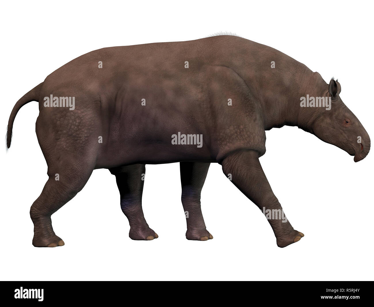 Paraceratherium hi-res stock photography and images - Alamy