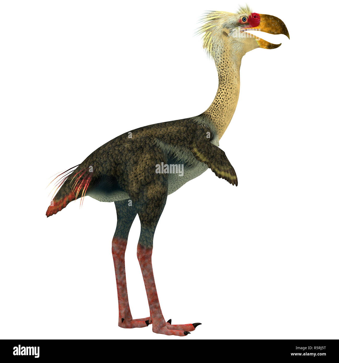 Terror bird dinosaur hi-res stock photography and images - Alamy