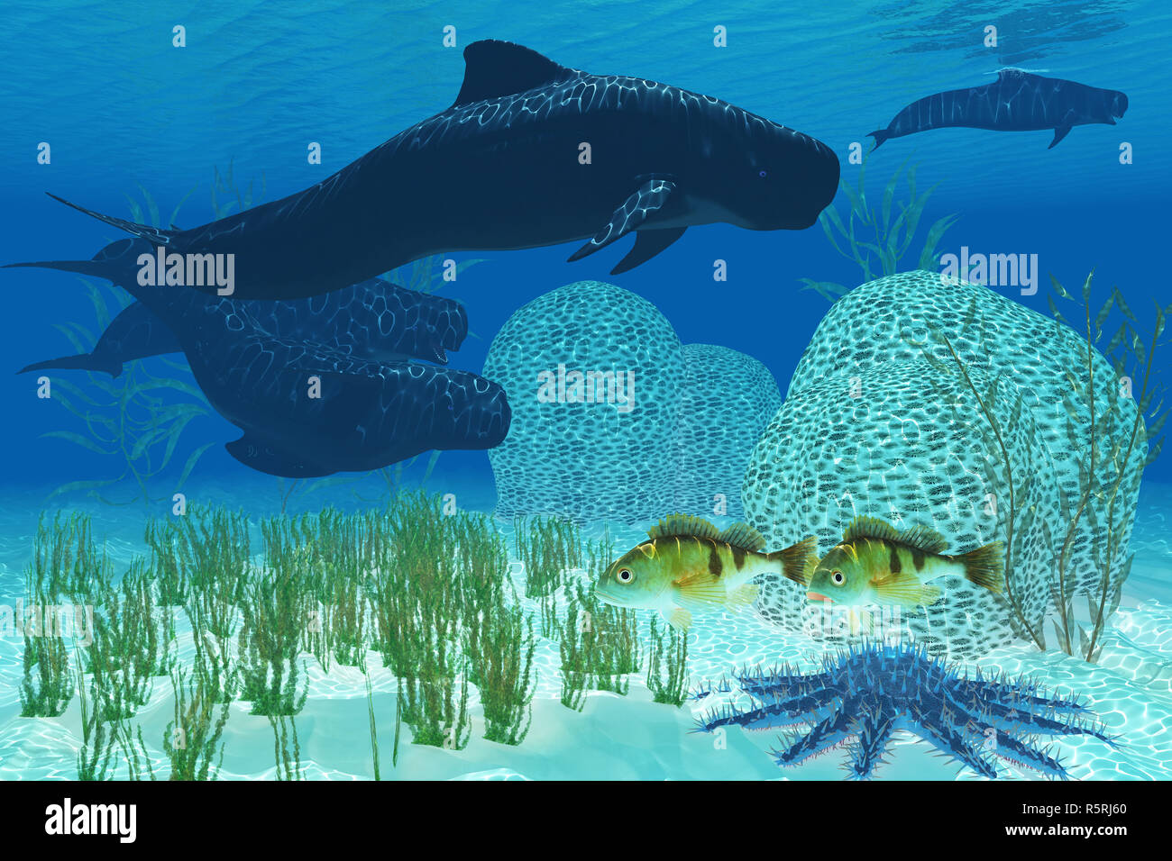 Pilot whale teeth hi-res stock photography and images - Alamy