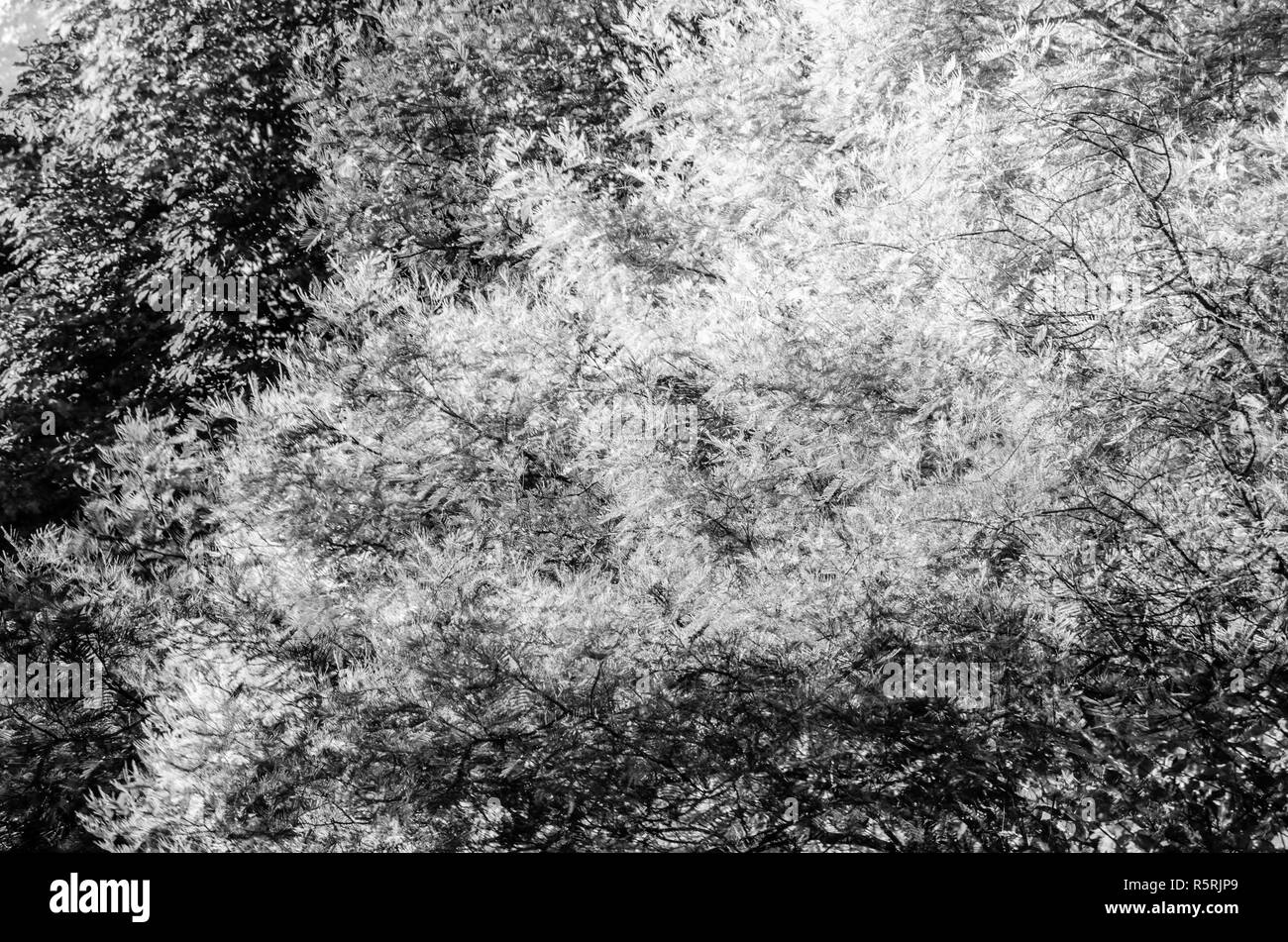 Black and white autumn background Stock Photo - Alamy