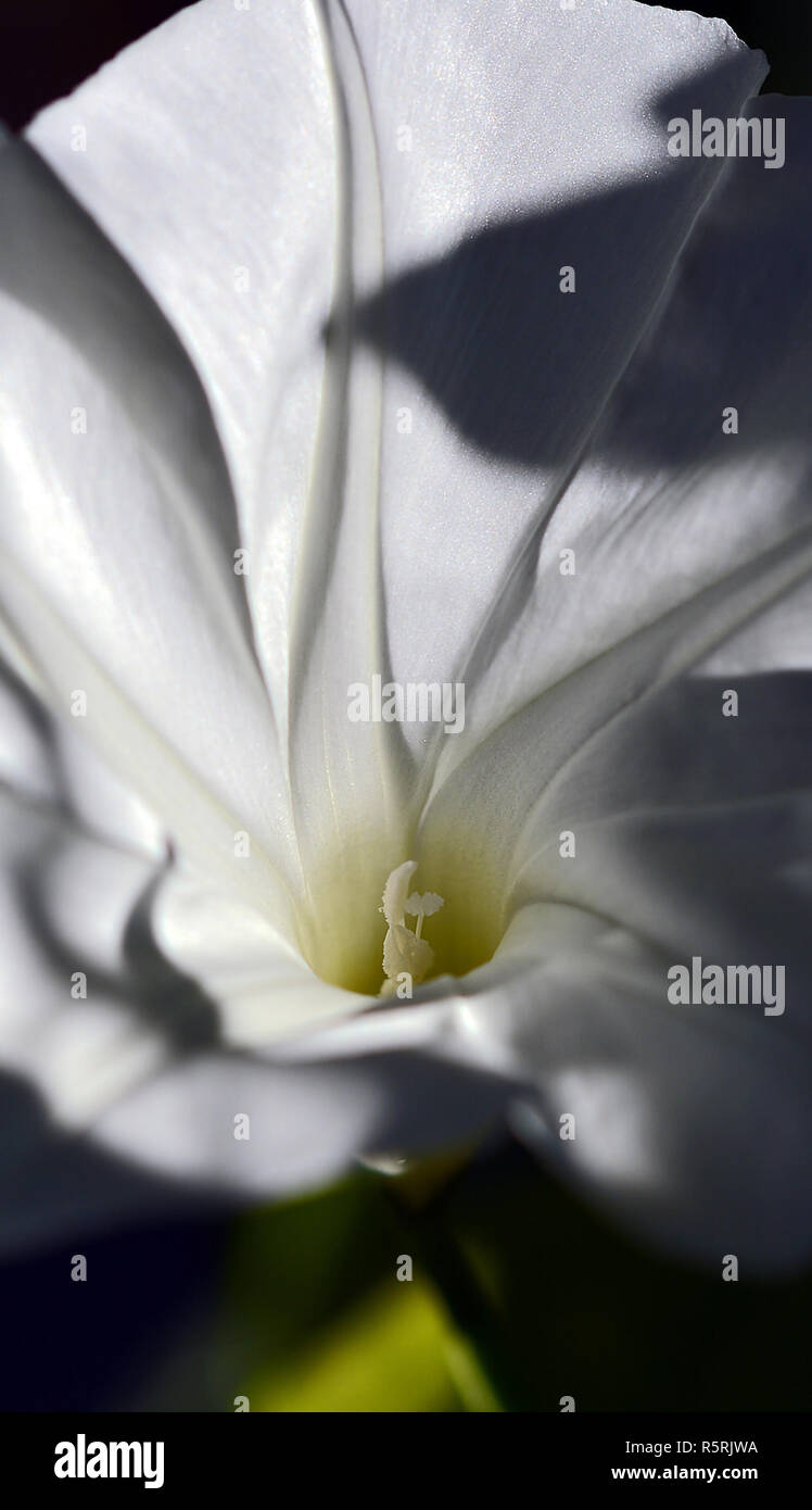 morning glory - ipomoea imperati Stock Photo - Alamy