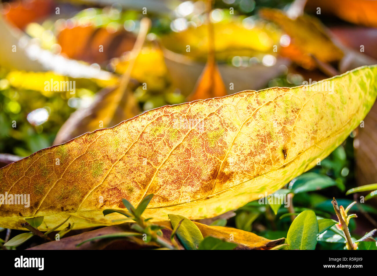 Colorful autumn background Stock Photo - Alamy