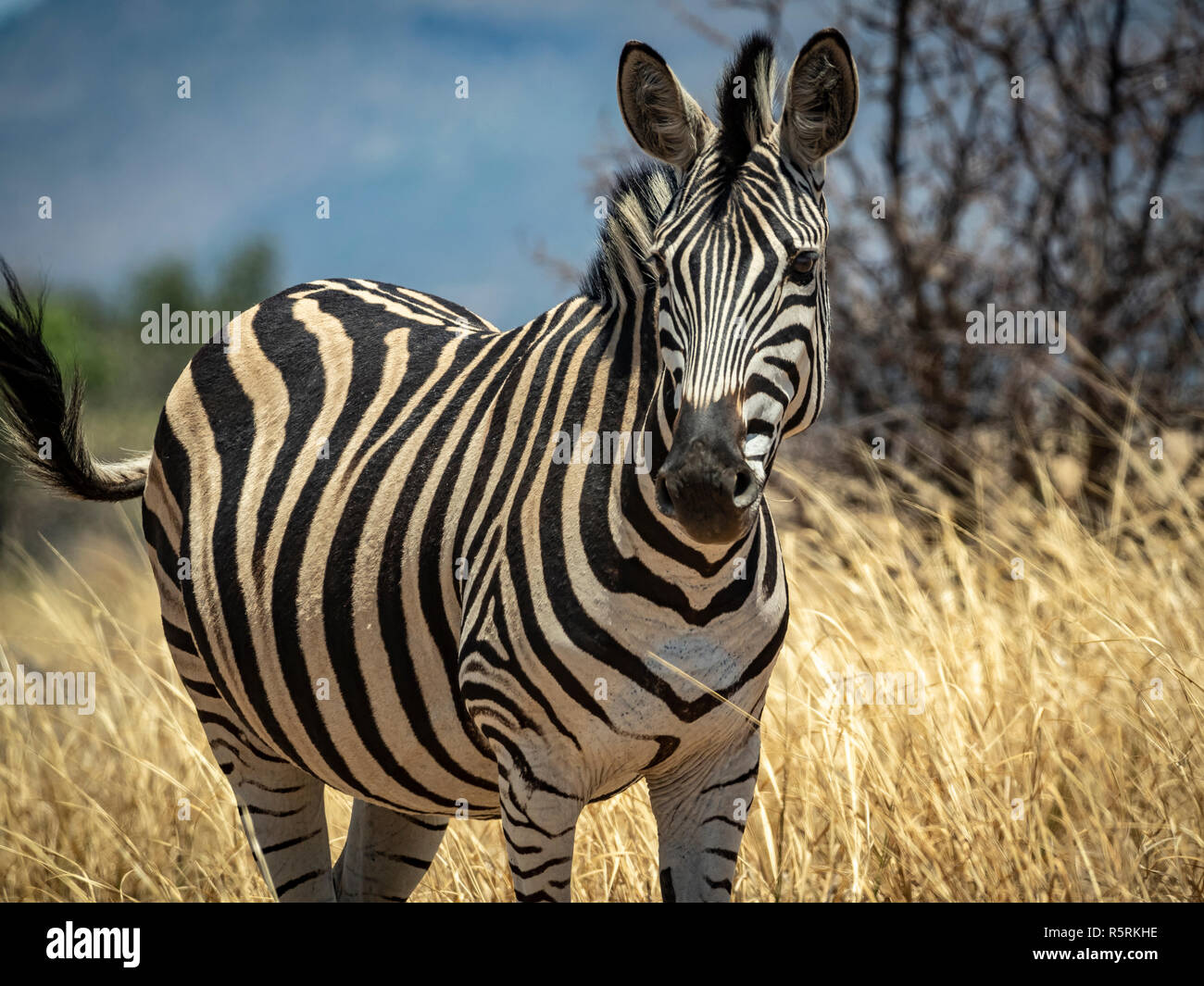 Zebra Dabchick Game Reserve, Waterberg Region. Limpopo Province, South ...