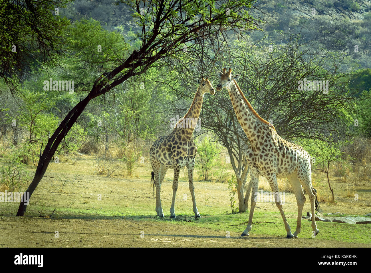 Giraff, Dabchick Game Reserve, Waterberg Region. Limpopo Province ...