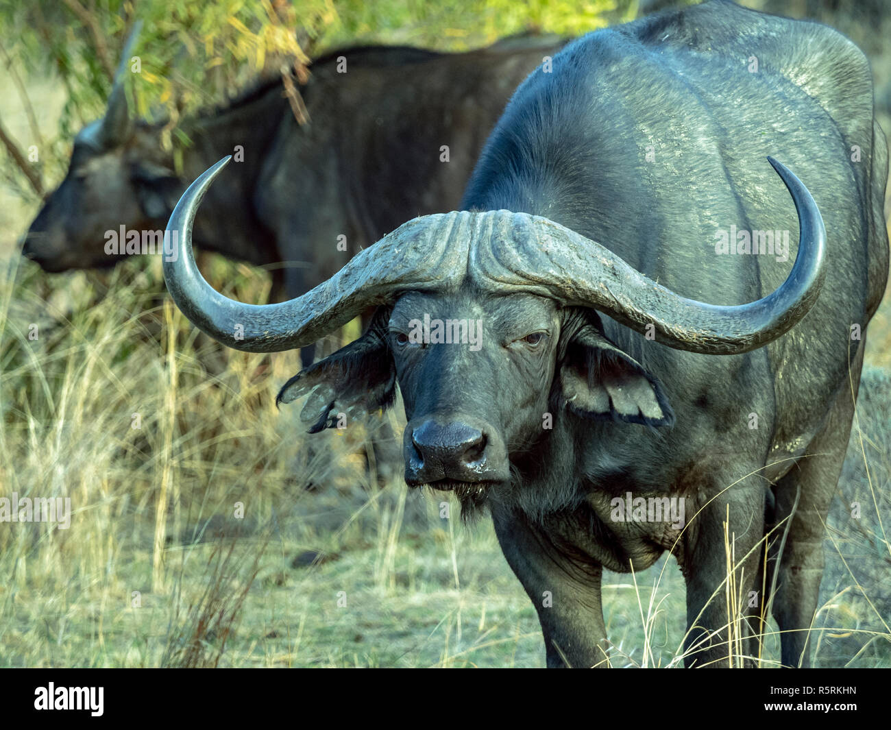 Dabchick Game Reserve, Waterberg Region. Limpopo Province, South Africa ...