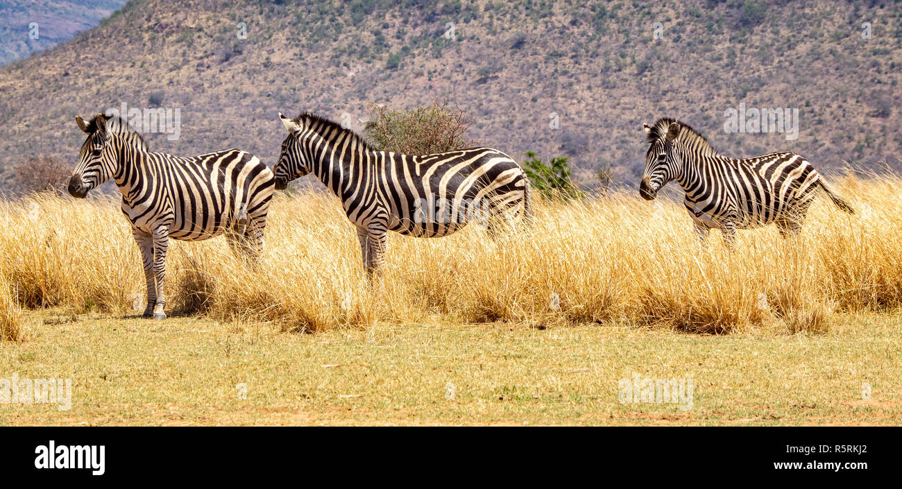 Dabchick Game Reserve, Waterberg Region. Limpopo Province, South Africa ...