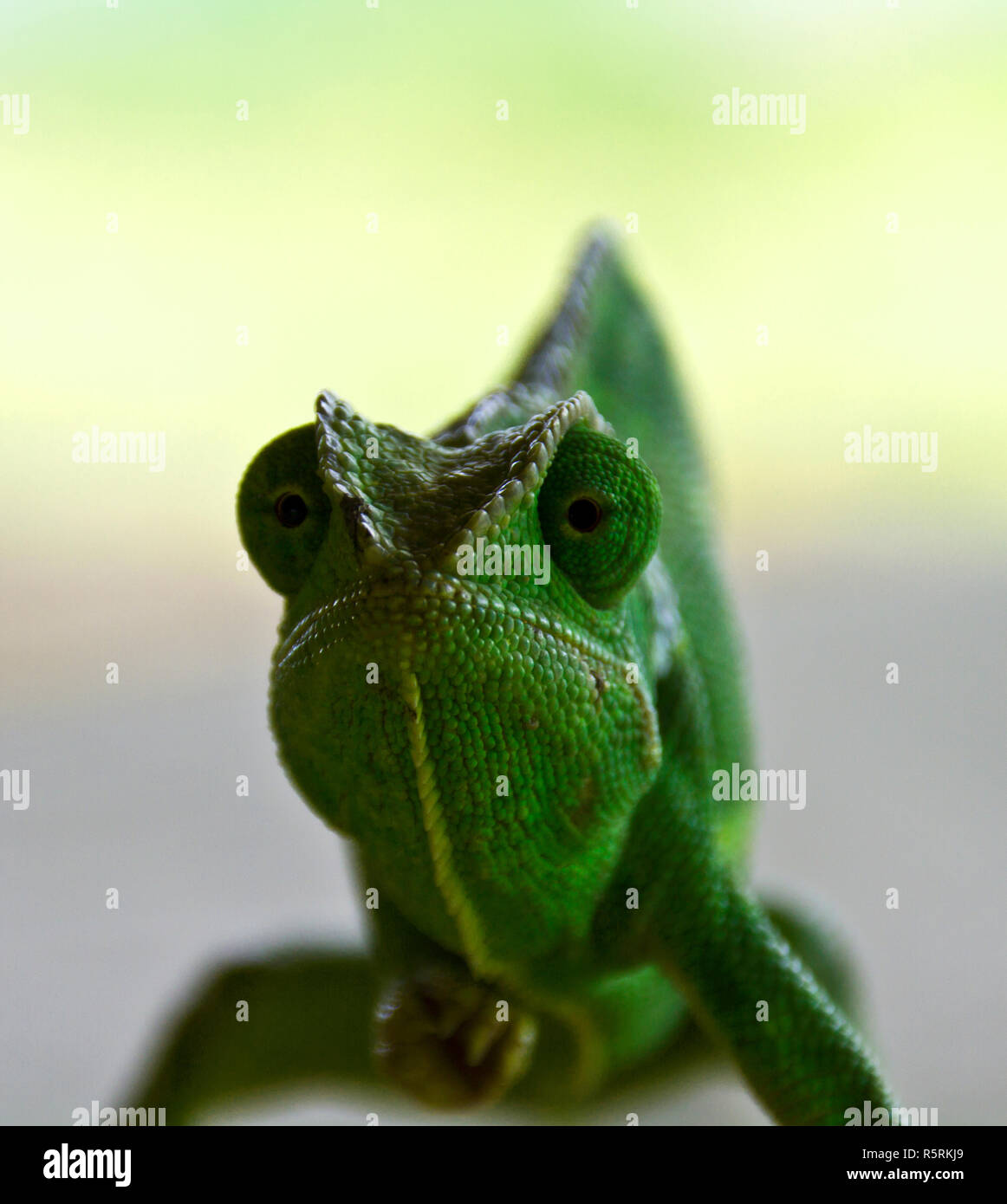 A medium to large sized chameleon that is the most widespread and ...