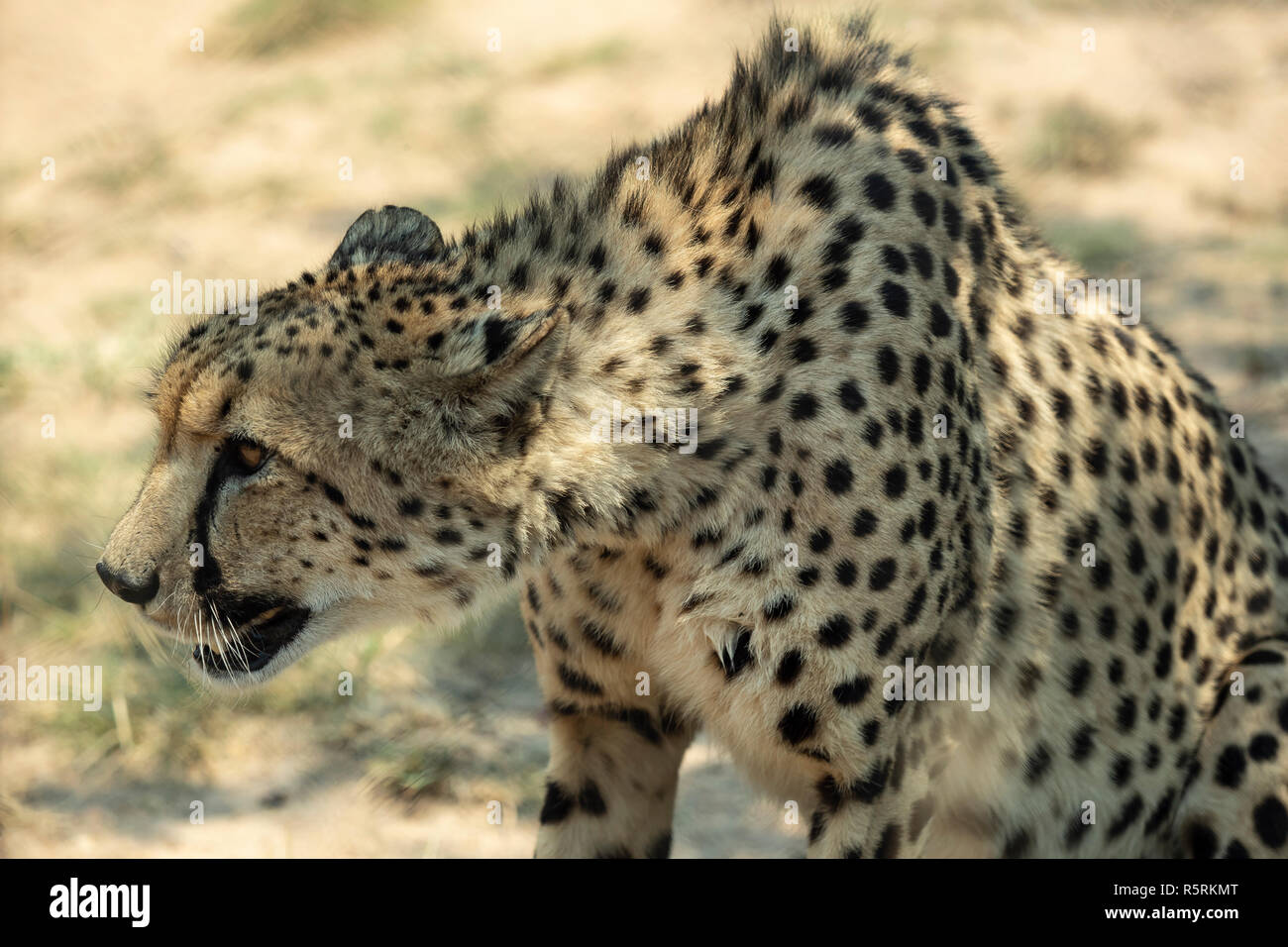 Cheetah in Wildlife Nature Reserve, Limpopo, South Africa Stock Photo ...
