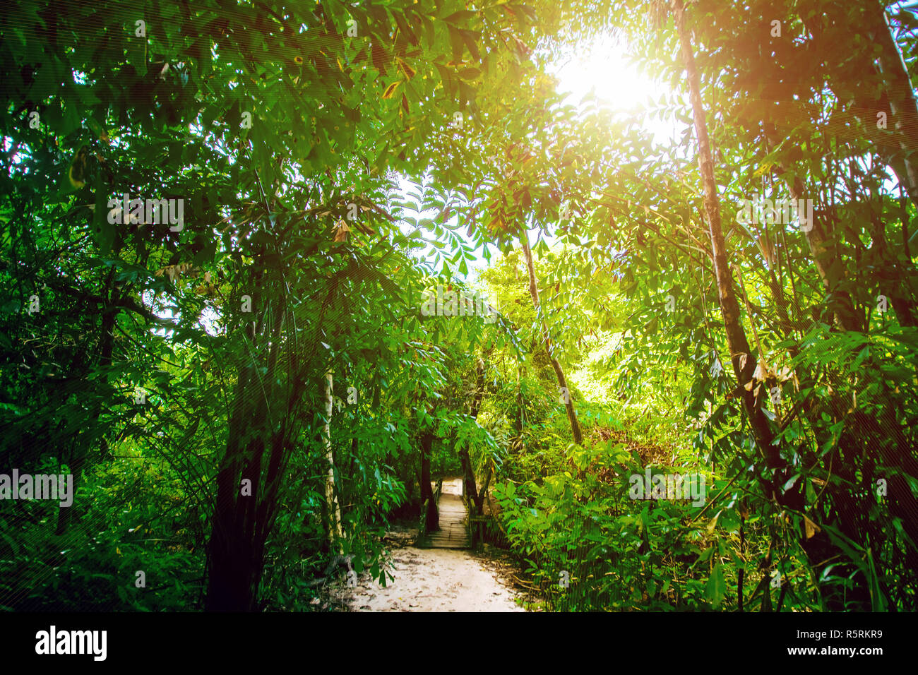 Jungle forest nature background Stock Photo - Alamy