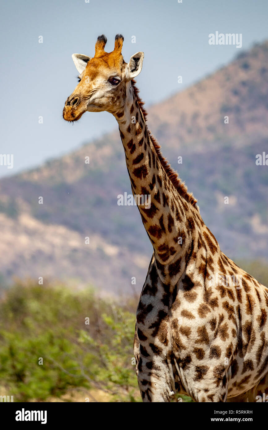 Dabchick Game Reserve, Waterberg Region. Limpopo Province, South Africa ...