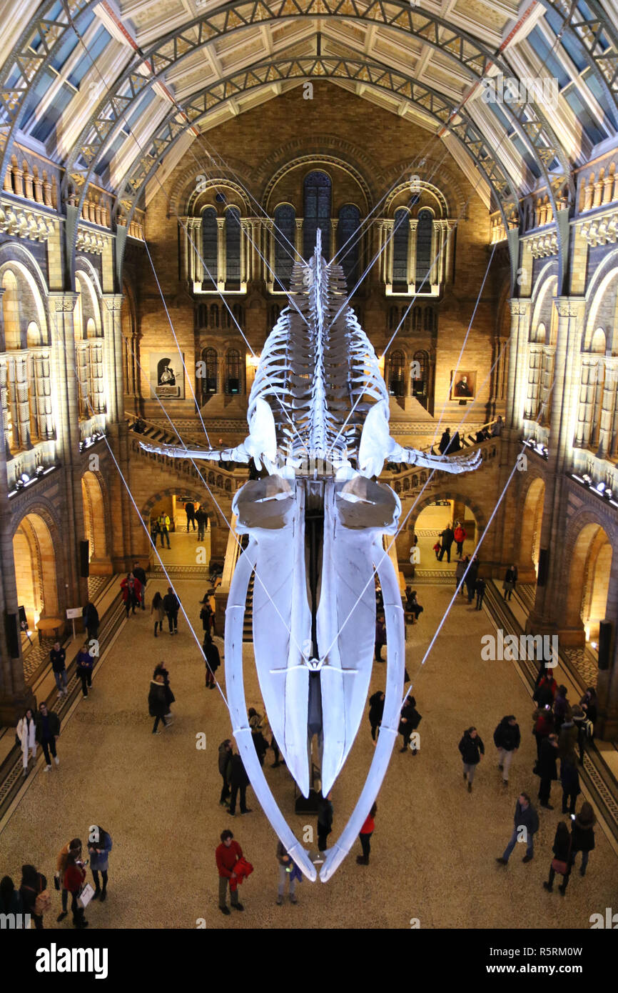 The Skeleton Of A Blue Whale Hanging From The Ceiling In The Hintze