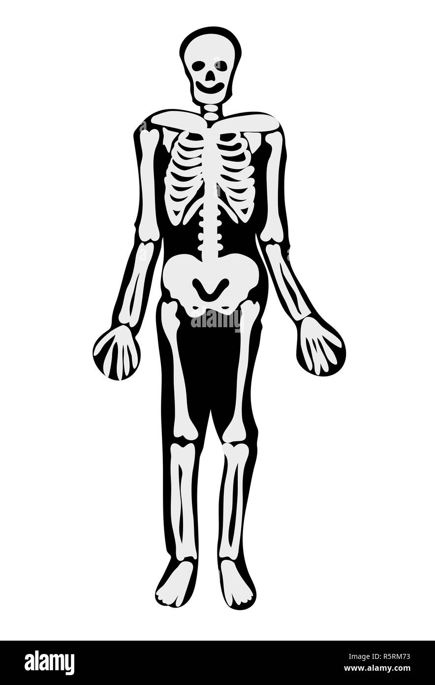 Skull human vector hi-res stock photography and images - Alamy