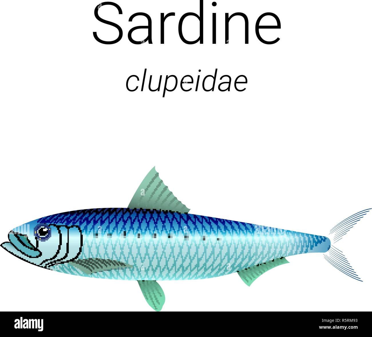 Australian sardine hi-res stock photography and images - Alamy