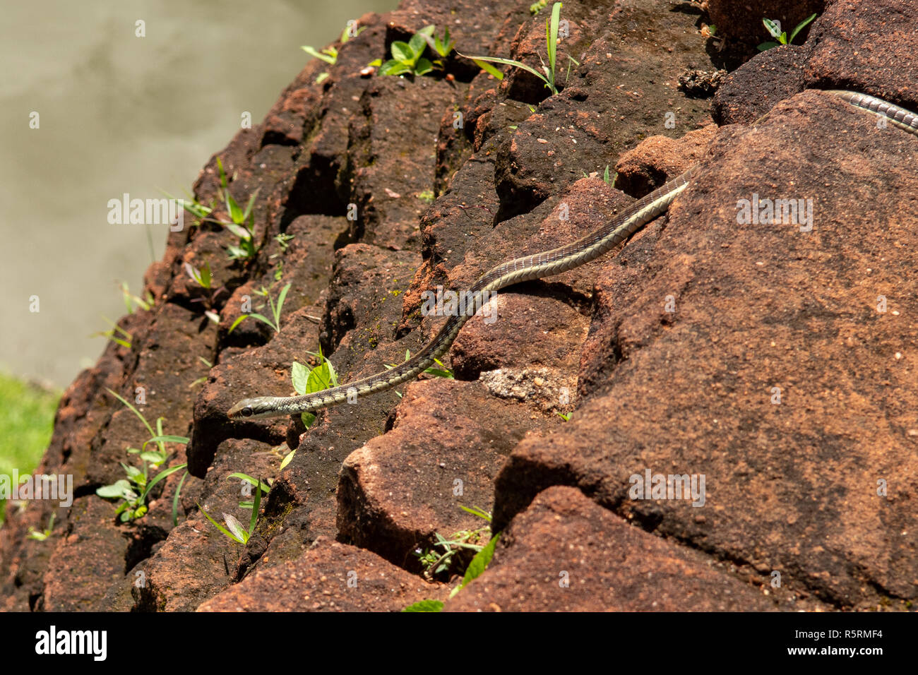 Common Bronzeback Tree Snake, Dendrelaphis tristis at Sigiriya, Sri ...