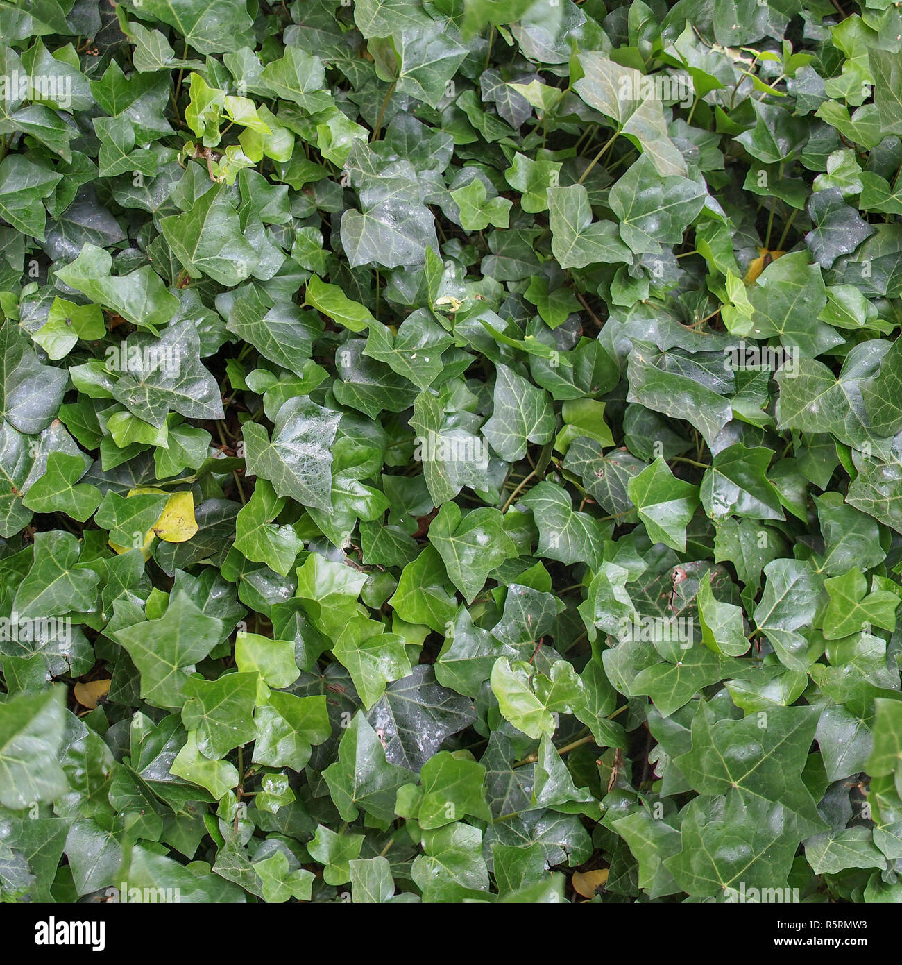 seamless green ivy texture background Stock Photo - Alamy