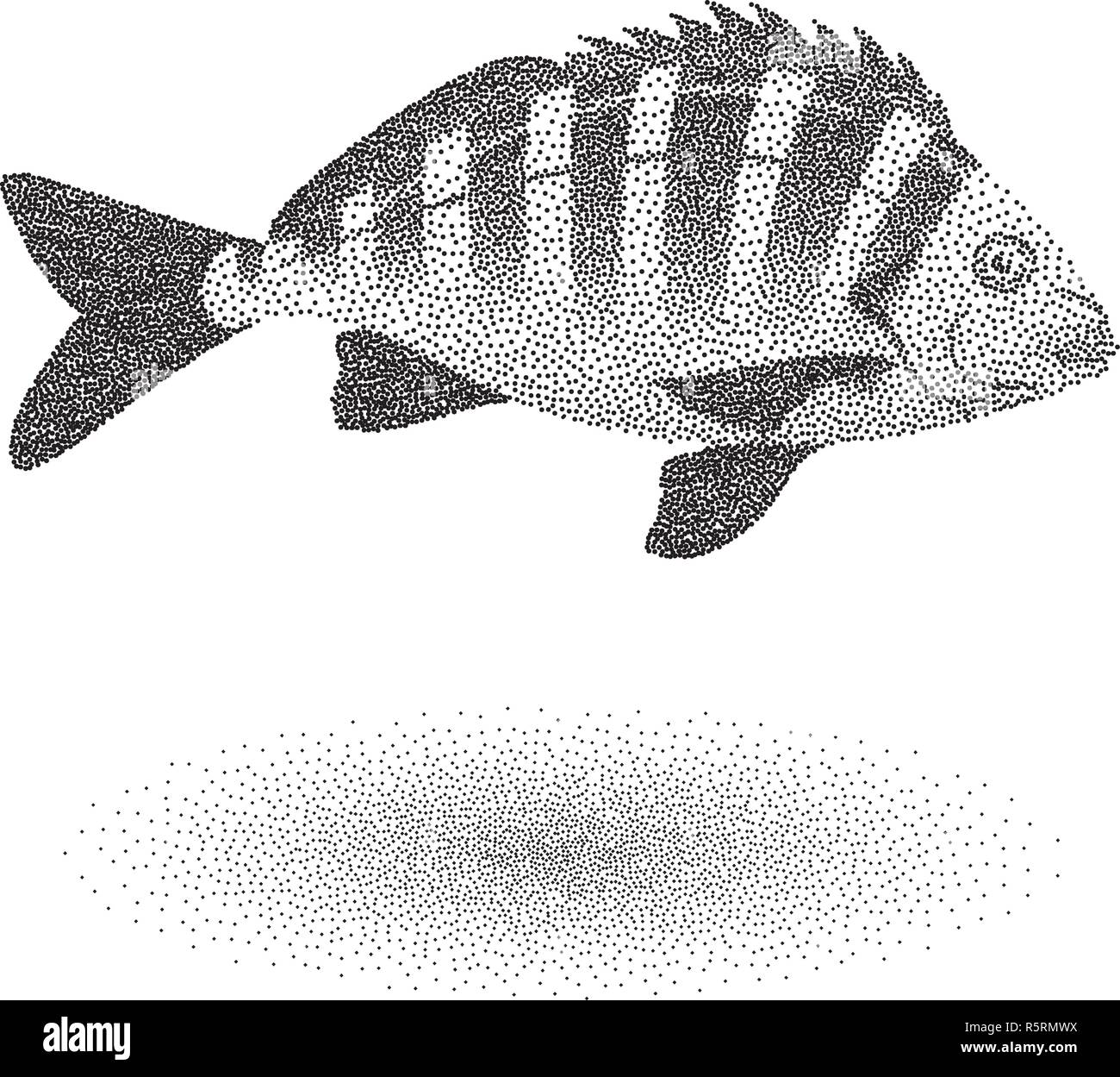 Banded Morwong fish with stipple effect in black and white Stock Vector ...